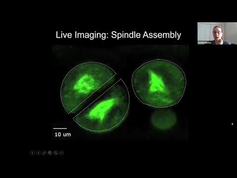 Natalie Nannas: Mistakes and Second Chances: spindle assembly errors in Zea mays meiosis