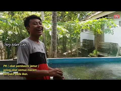 OBAT PK SOLUSI SEGALA MACAM PENYAKIT PADA IKAN LELE | story kolam lele