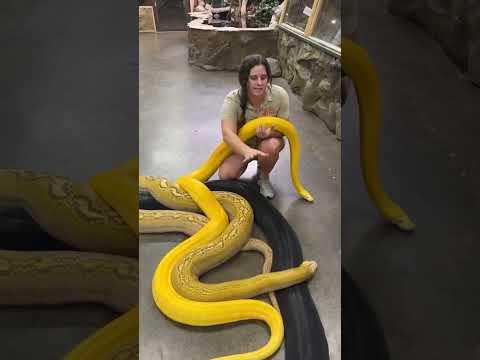 THREE GIANT RETICULATED PYTHONSπ³