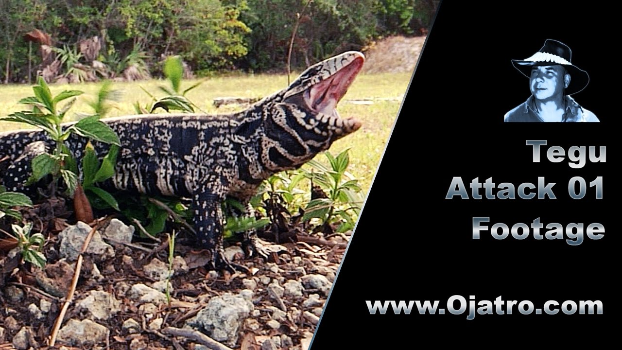 Tegu Attack 01 Stock Footage
