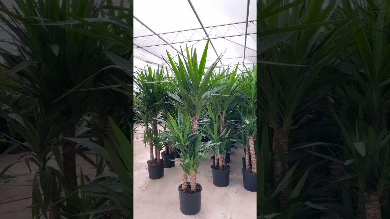 Harika formu, dayanıklı odunsu yapısı ile ev ve ofislerin vazgeçilmezi yucca bitkisi sitemizde