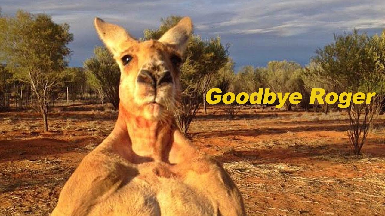 Roger, the ripped kangaroo dies aged 12