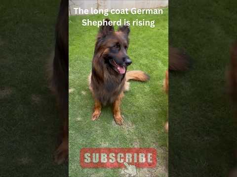 Long Coat German Shepherd Pair 🐶 | Fluffy GSD Male & Female | Loyal & Beautiful Dogs #viralshorts