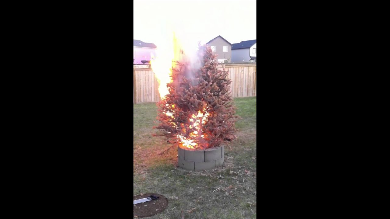Christmas tree explosion!