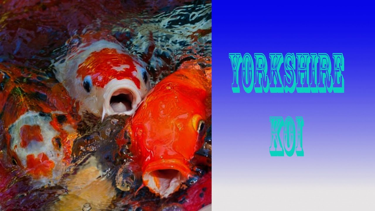 my new youtube channel called Yorkshire Koi