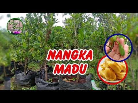 TABULAMPOT NANGKA MADU SUPER UNGGUL #bibitbuah #buah #tabulampot #nangka #nangkamadu #tanamanhias