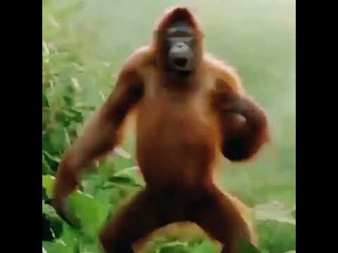 I Feel Good || Monkey Dancing || Meme Template