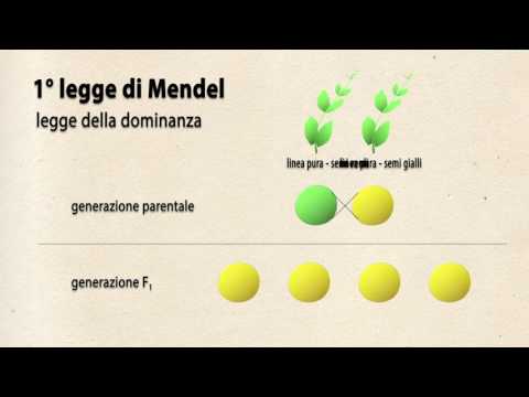 La prima legge di Mendel (tratto dai libri di Phelan e Pignocchino)