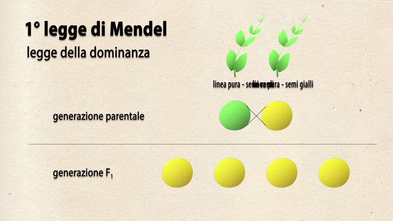 La prima legge di Mendel (tratto dai libri di Phelan e Pignocchino)
