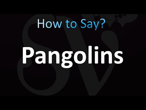 How to Pronounce Pangolins (correctly!)