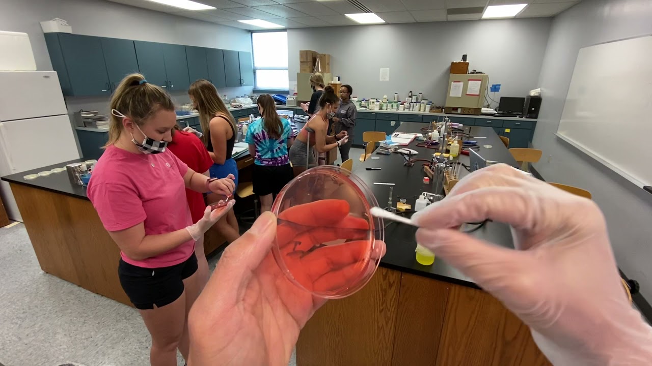 Lab Epidemic Simulation