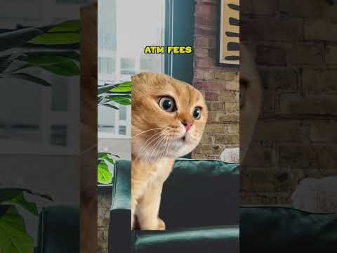 Thought To Snap Your Mind In Half PART 2 ๐ (CAT MEMES๐) @Ryanhdlombard #shorts