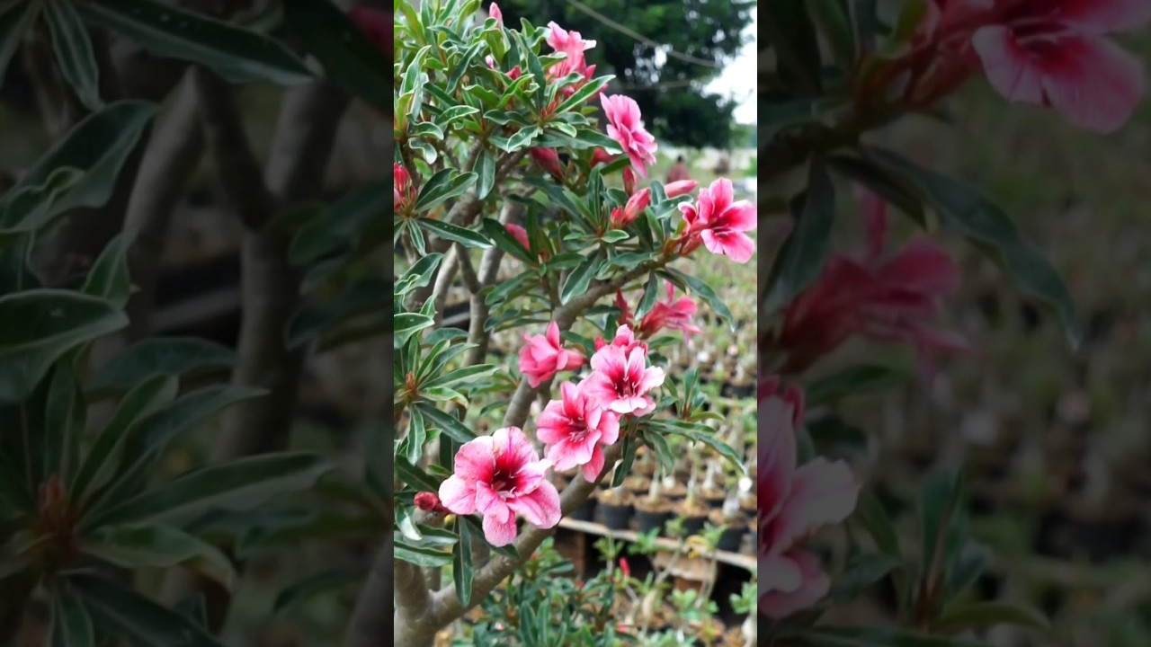 Adenium Bunga Tumpuk ID. Swallow #rachmannursery #adenium #swallow