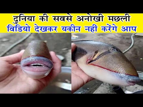 Trigger Fish With Human Like Mouth shocked the internet