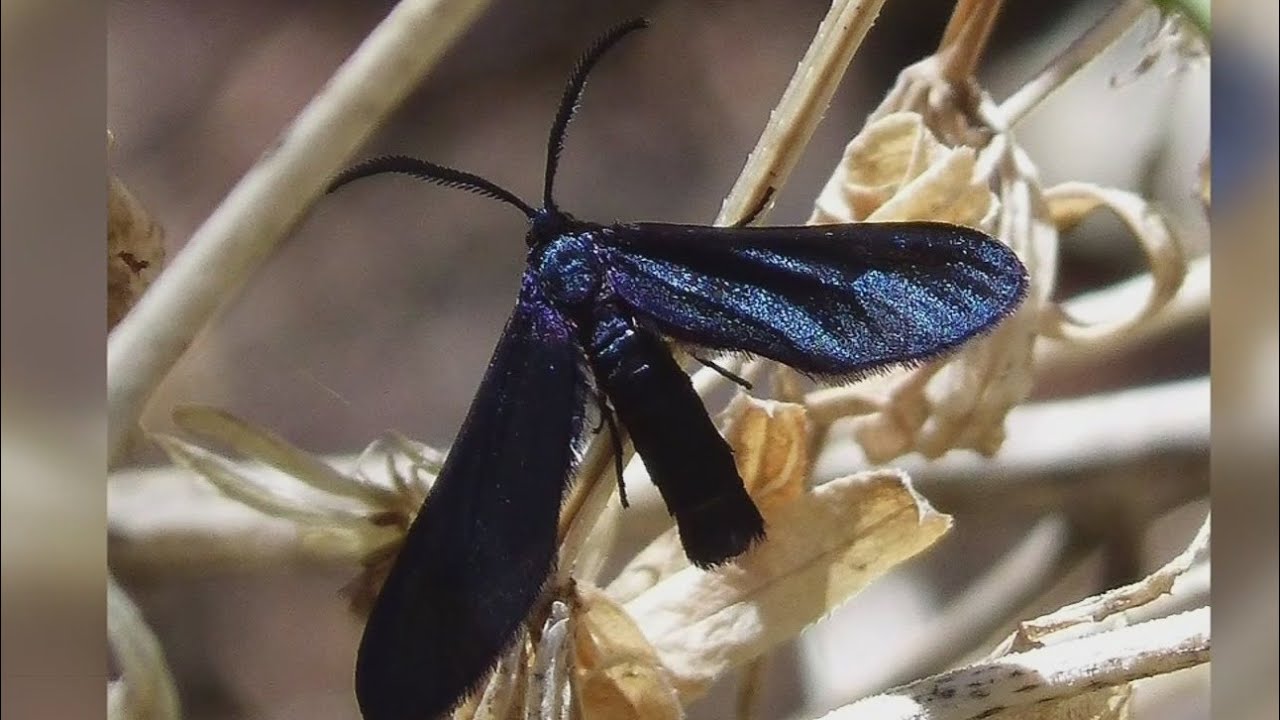Destructive Western Grapeleaf Skeletonizer Moth Found In Napa County