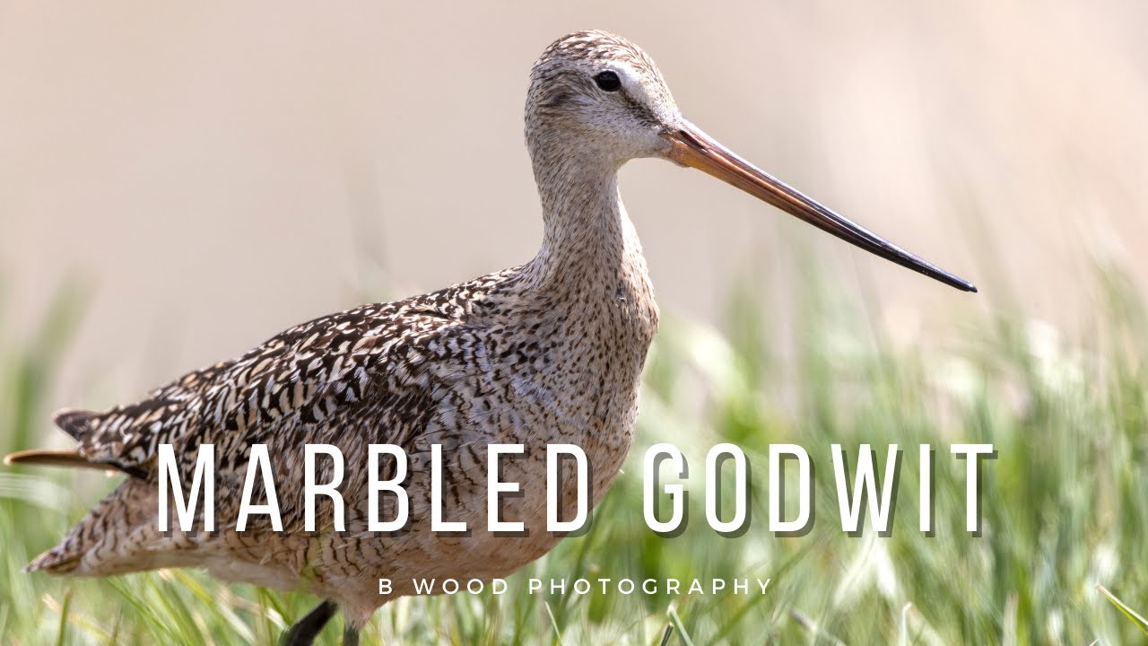 Marbled Godwit (Limosa fedoa): One Large Sandpiper  🪶