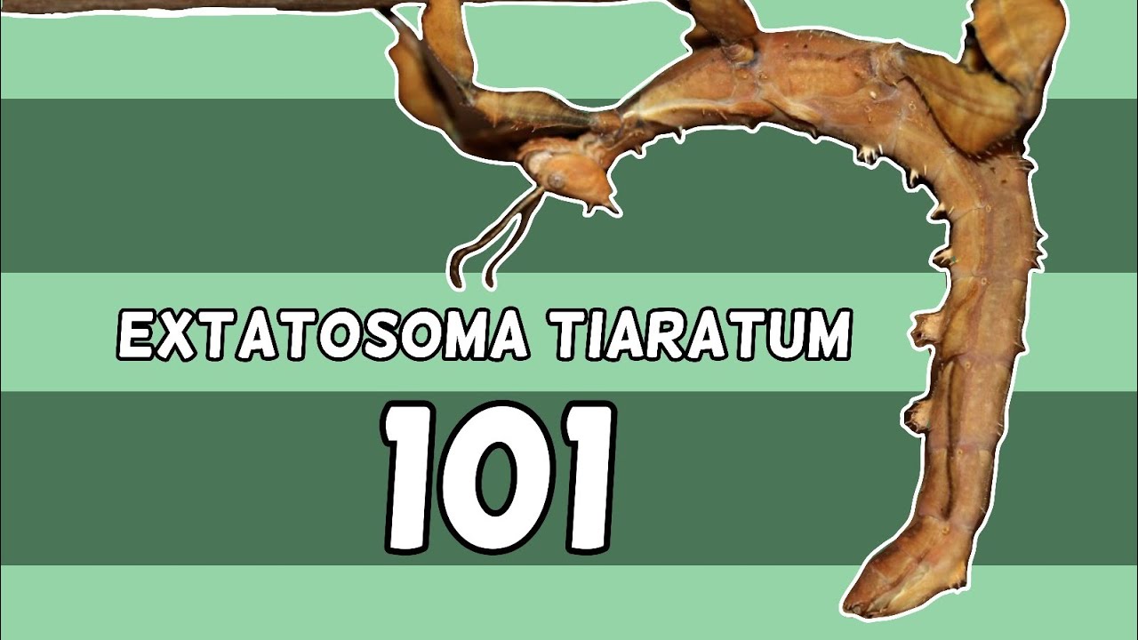 How To Care For Extatosoma tiaratum