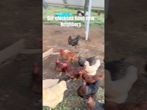 The chickens just got new neighbors to keep them company. #fortjohnlewisfarm