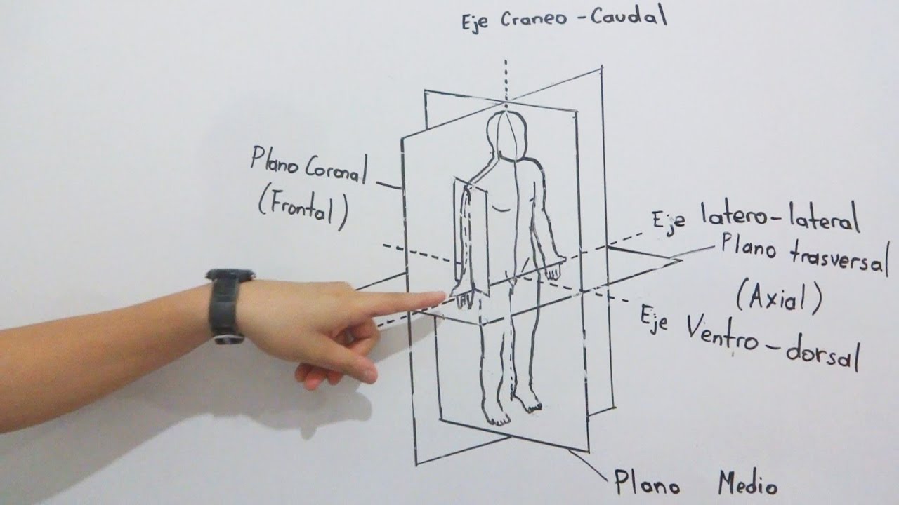 Introduction to Anatomy
