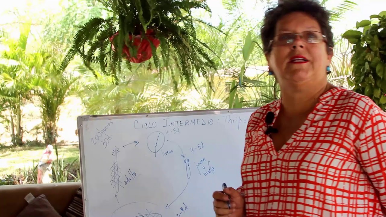 Ciclo de vida intermedio Thrips