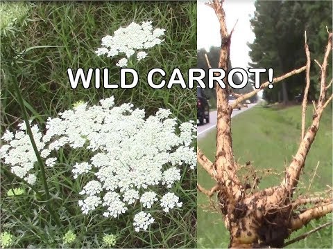 Wild Carrot