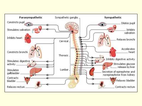Lecture 5a: the peripheral nervous system