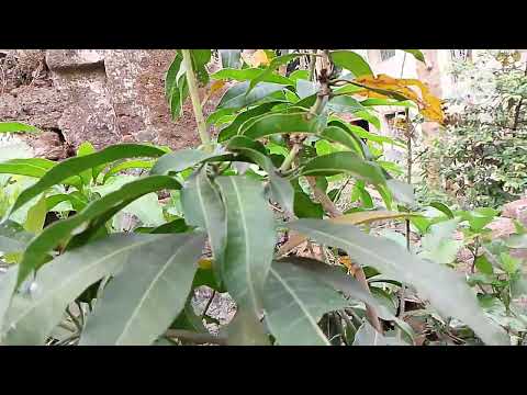 Kohitur mango tree