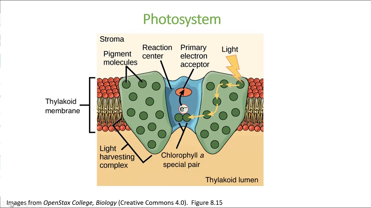 Light Harvesting Complex Video
