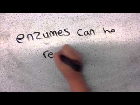 How Do Enzymes Work? (Animation)