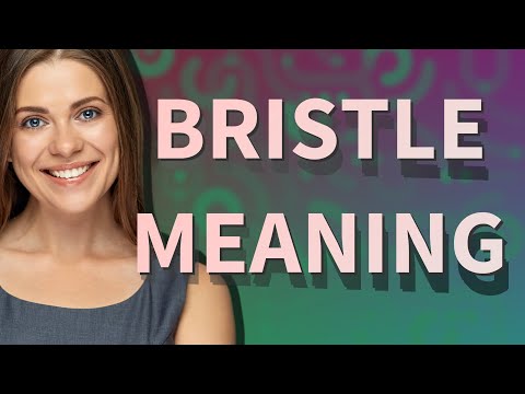 Bristle | meaning of Bristle