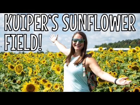 PERFECT DAY at the SUNFLOWER FIELD EXPERIENCE | Kuipers Family Farm | Maple Park, Illinois