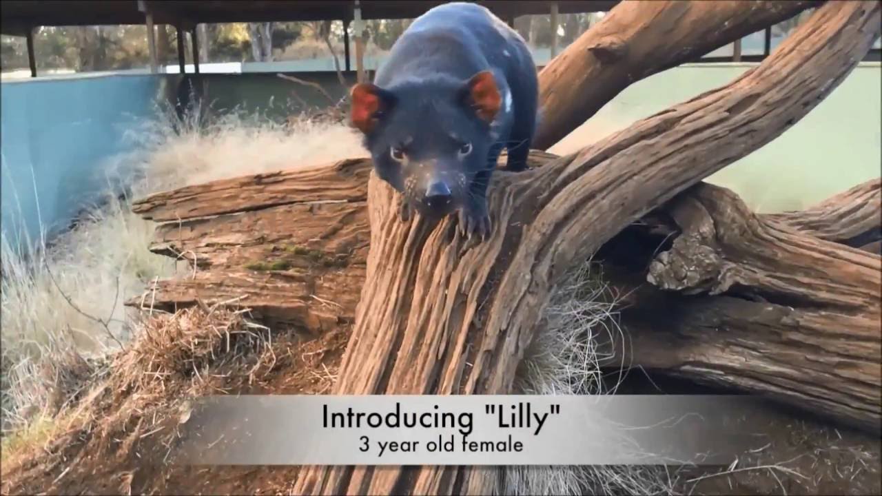 Devil Ark - Adopt Lilly