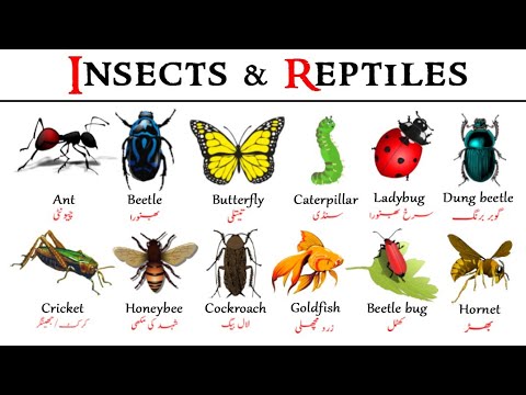 INSECTS AND REPTILES | learn about insects and reptiles in English with Urdu/Hindi
