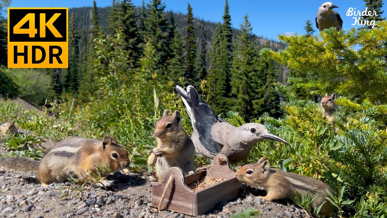 Cat and Dog TV 🐱 8-Hour 🐶 4K 📺 Chipmunks, Squirrels, Birds in the Mountains