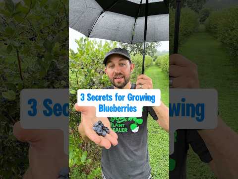 3 Secrets for Growing Blueberries #shorts #growyourownfood #blueberry #fruitplants #berries #fruit