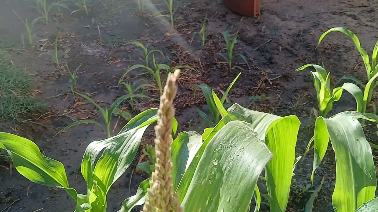 Corn Stalks: Where's the Tassels?