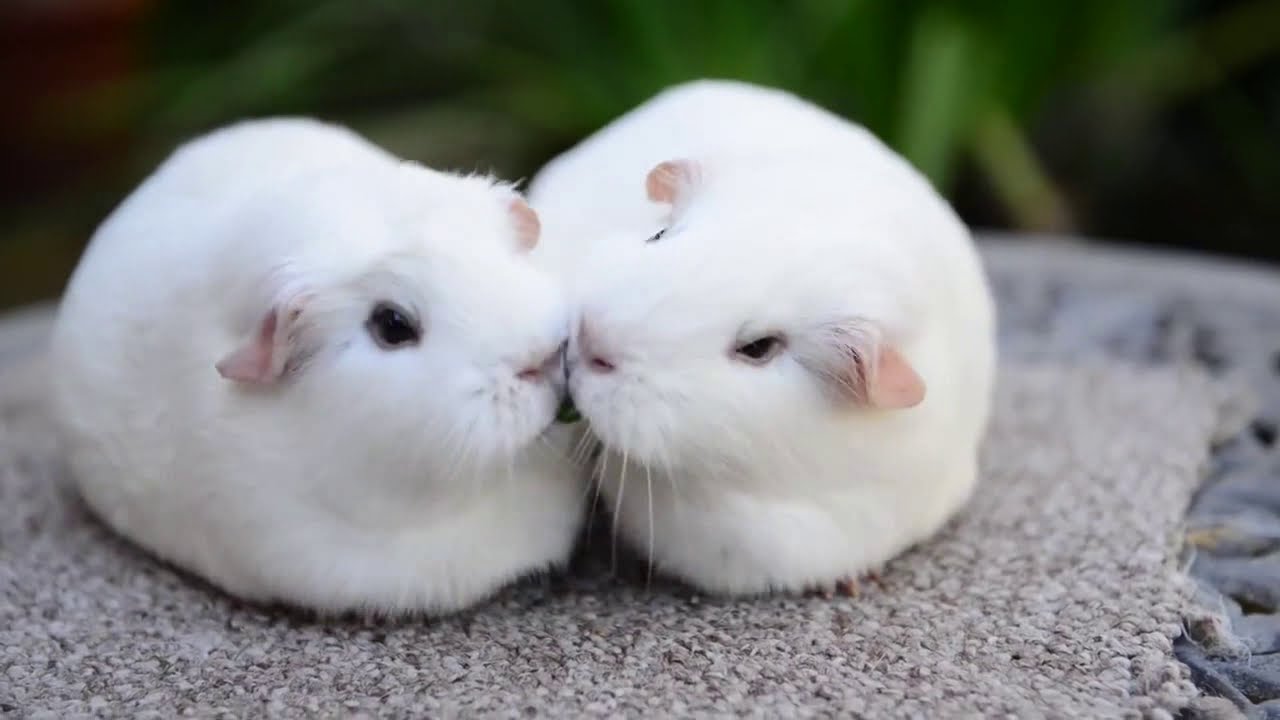 Cute Animals Eating Compilation NEW 2020