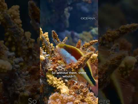 Secret Corals in the Depths