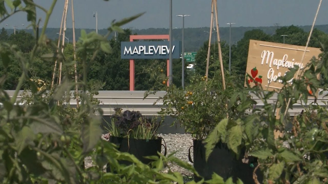 Garden on top of Mapleview mall provides food for community