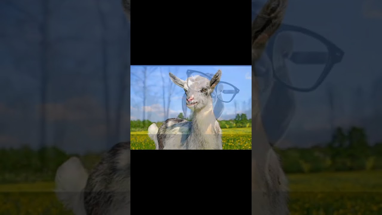 Lovely Goat 💓 Wallpapers HD Dp image
