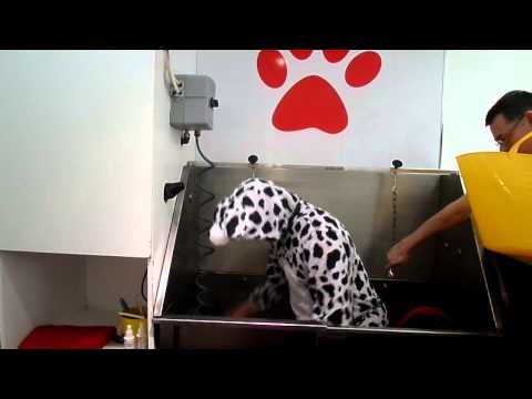 ICE WATER CHALLENGE - DOGGY STYLE :)
