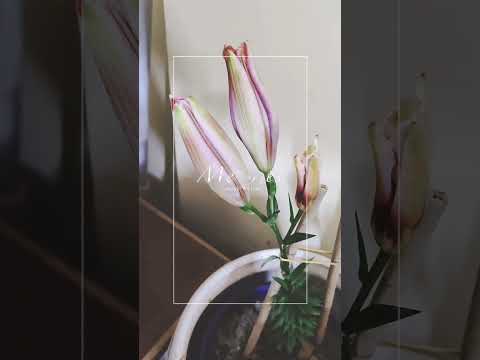 Lilium buds before blooming #pink #shorts#lilium #liliumlive #flowers #winterspecial