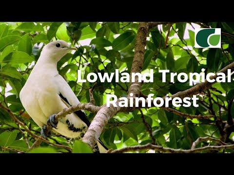 Lowland Tropical Rainforest: Everything you need to know