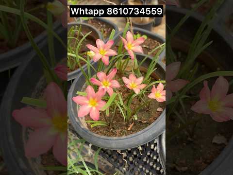 Puffy Pink Rain Lily 💃mother bulbs available for sale# 8610734559 Rs 100/- #short