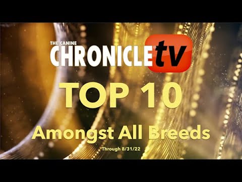 The Canine Chronicle Top 10 Dogs Amongst All Breeds through August 31, 2022