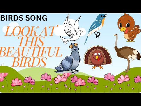 Birds Rhyme || look at this Beautiful creation of God