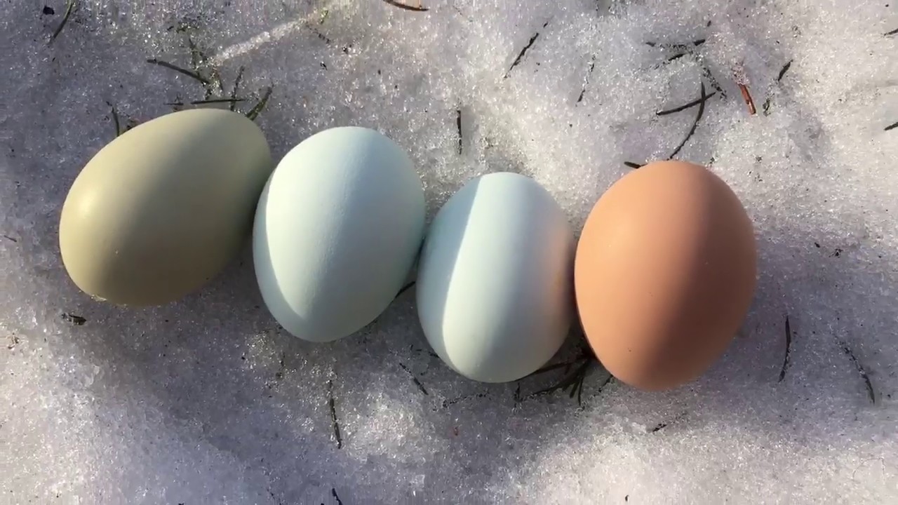 Prairie Bluebell Egger Eggs