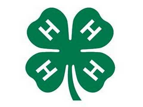 4-H Clover