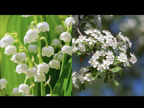 May Birth Flowers - Lily of the Valley and Hawthorn