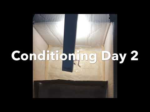 CPP/CPA Conditioning (DAY 1 + DAY 2)